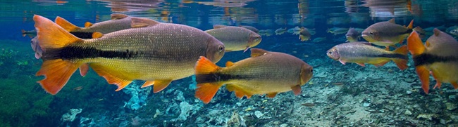 Fish in danger of extinction: IUCN - Sanskriti IAS