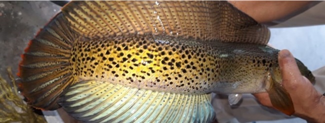 Channa Barka Fish - Sanskriti IAS