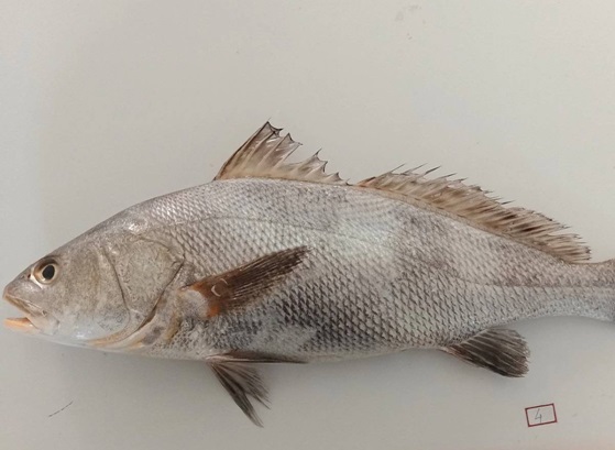 ghoul fish - Sanskriti IAS