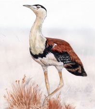 Great Indian Bustard - Sanskriti IAS