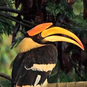 Hornbill Festival - Sanskriti IAS - Sanskriti IAS