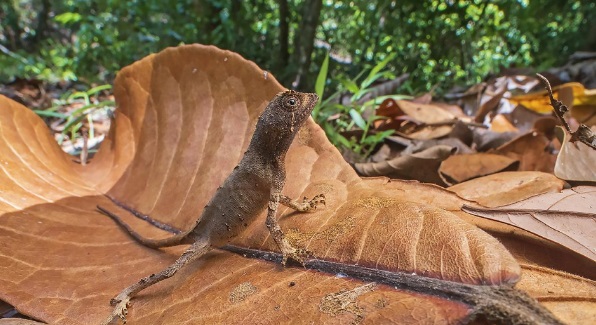 New species of kangaroo lizard discovered - Sanskriti IAS