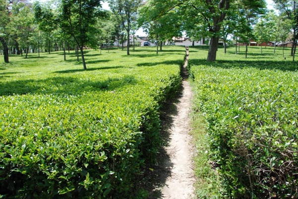 Himachal Pradesh's Kangra tea gets European GI tag - Sanskriti IAS ...