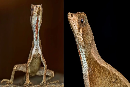 New species of kangaroo lizard discovered - Sanskriti IAS
