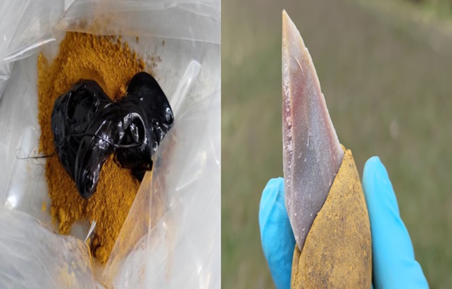 neanderthal gum - Sanskriti IAS