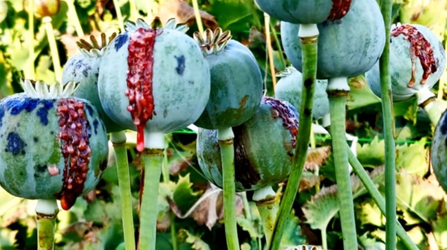Myanmar becomes the world's top opium producing country - Sanskriti IAS