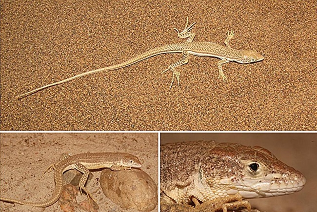 Two new species of racerunner lizards - Sanskriti IAS