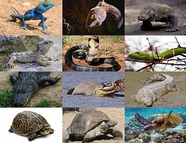 5 new species of reptiles discovered - Sanskriti IAS