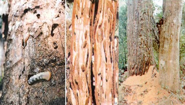 Borer insect attack on sal trees - Sanskriti IAS