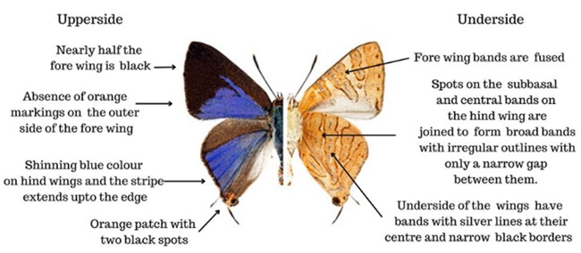Conjoined Silverline - Sanskriti IAS