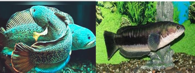 Channa Barka Fish - Sanskriti IAS