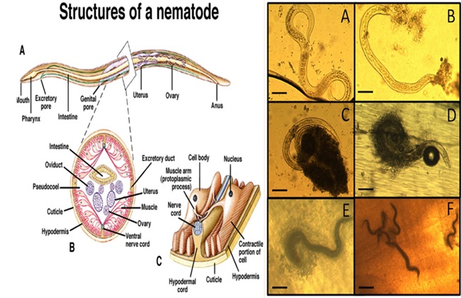 Discovery of new nematode species - Sanskriti IAS