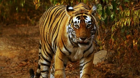 Gandisagar Wildlife Sanctuary, the second abode of cheetahs - Sanskriti IAS