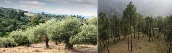 Tree Planting Campaign: G20 - Sanskriti IAS