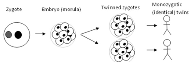 rhesus monkey clone - Sanskriti IAS